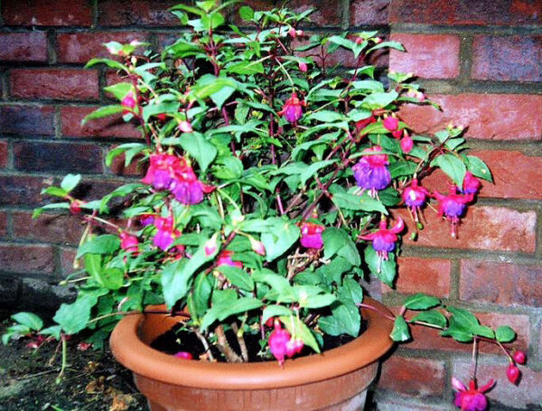 Captain Edward-Maria Wingfield | Wingfield Family Society